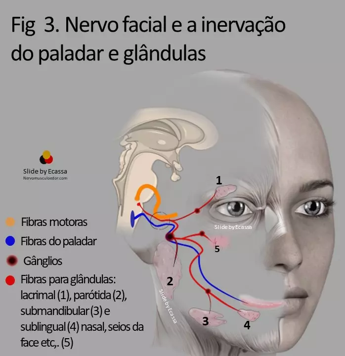 Paralisia facial (Bell) - Neurologia Neuromodulação ...