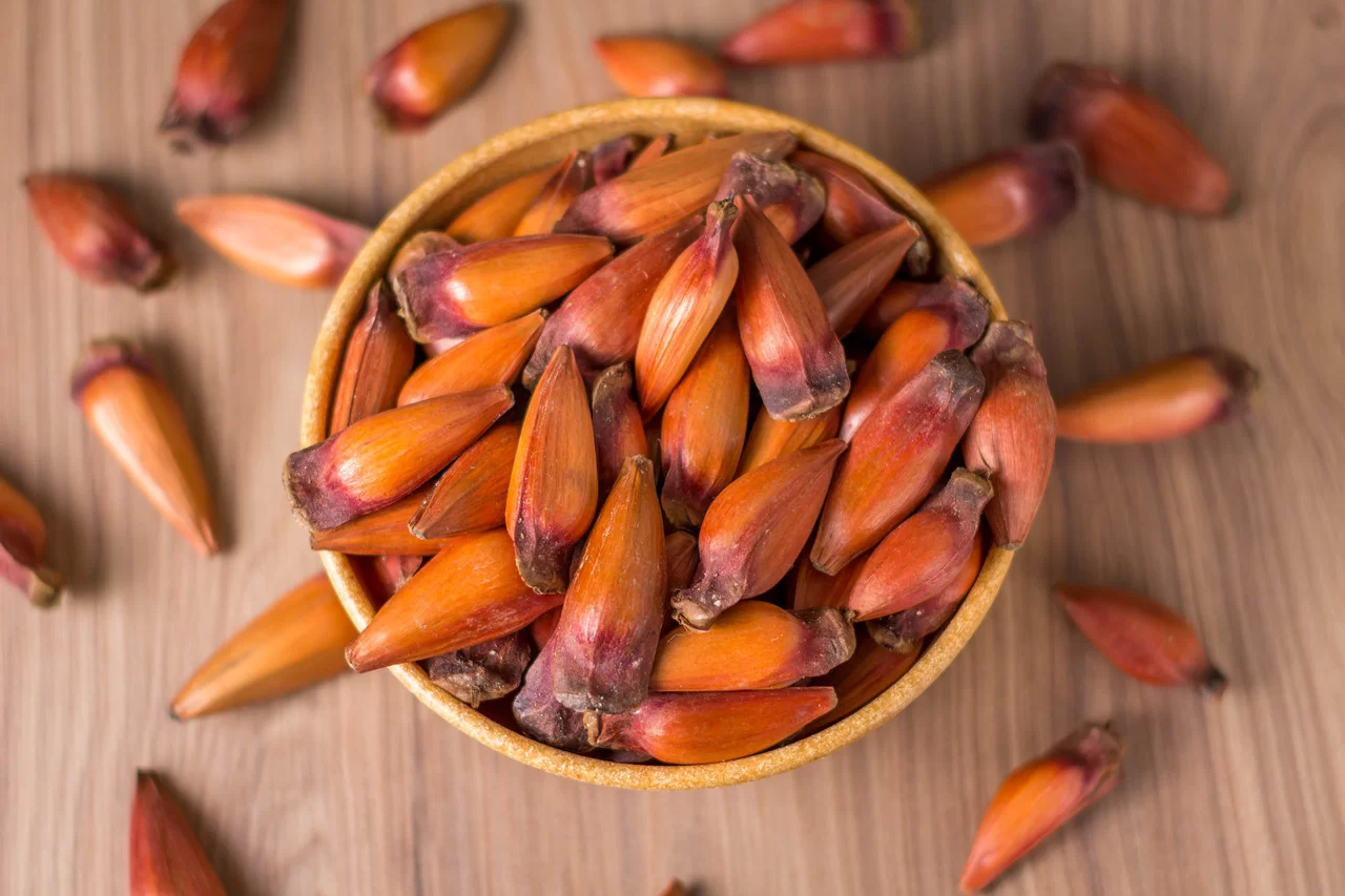 Descubra os diversos benefícios do pinhão, um alimento poderoso que ...